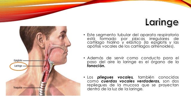 Faringe, laringe, tráquea, bronquios y