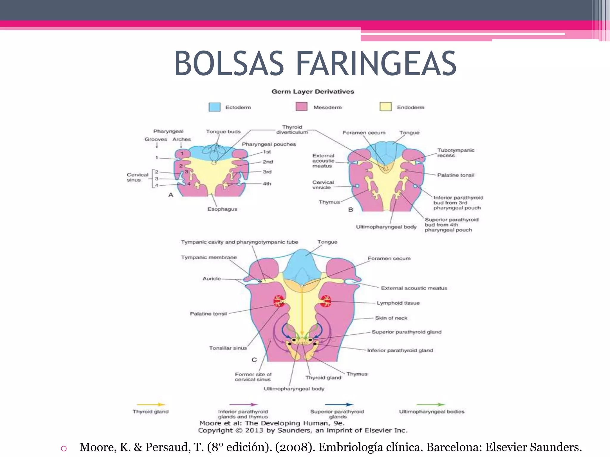 Sistema Faringeo-Embriologia | PPTX