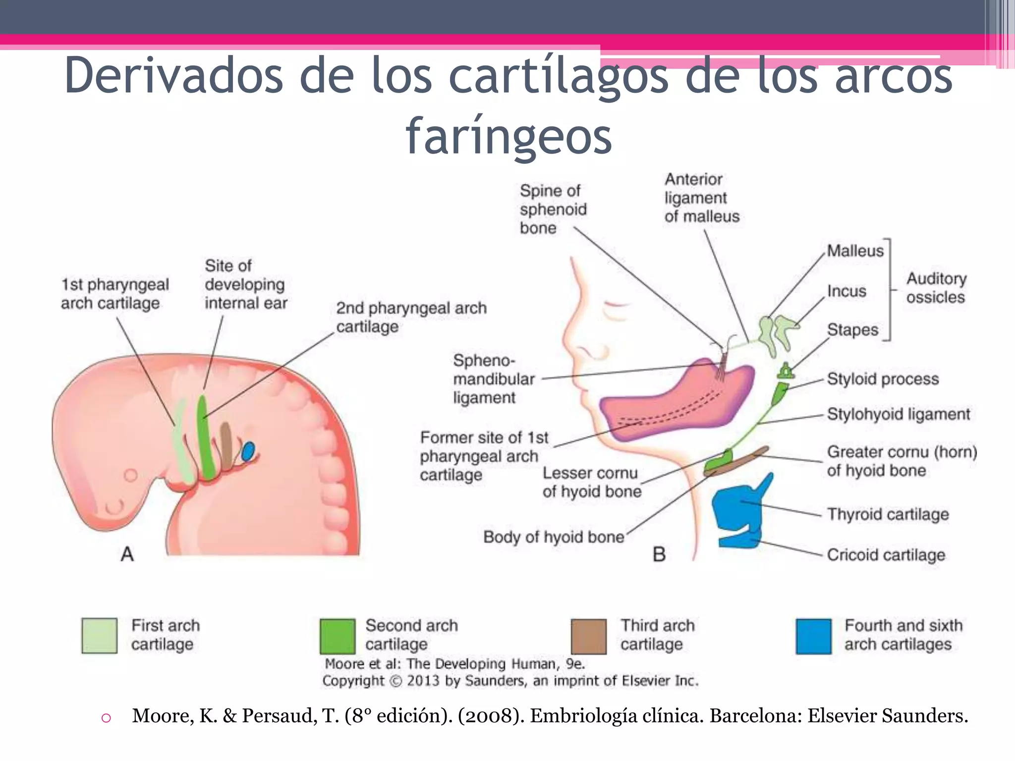 Sistema Faringeo-Embriologia | PPTX
