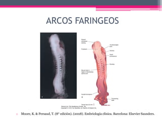 Sistema Faringeo-Embriologia | PPTX