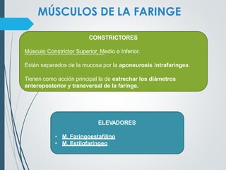 Presentación sobre la anatomía y funciones de la Faringe | PDF
