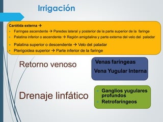 Presentación sobre la anatomía y funciones de la Faringe | PDF