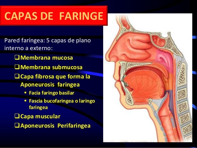 Faringe