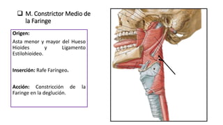 Rafe Medio De La Faringe