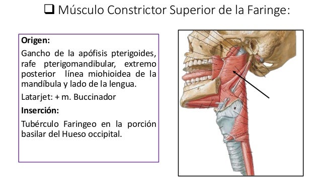 anatomia de la Faringe y esófago