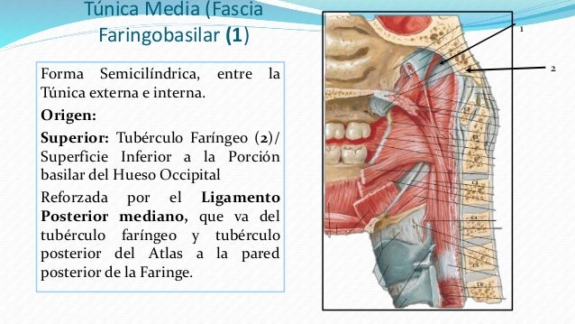 anatomia de la Faringe y esófago
