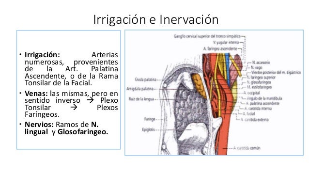 anatomia de la Faringe y esófago