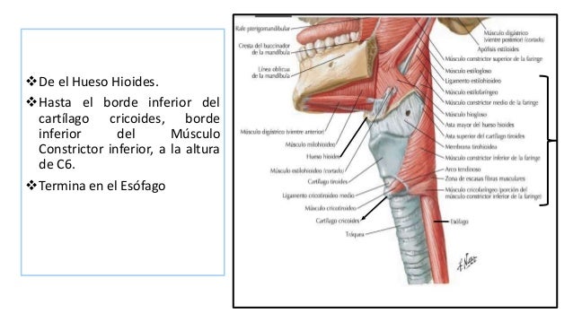 anatomia de la Faringe y esófago