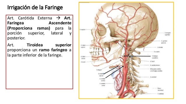 anatomia de la Faringe y esófago