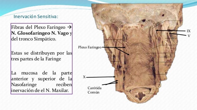 anatomia de la Faringe y esófago