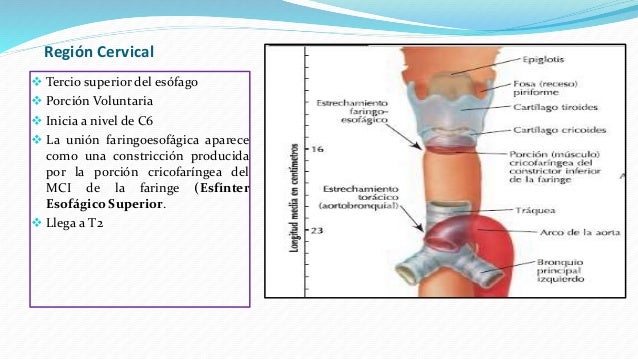 anatomia de la Faringe y esófago
