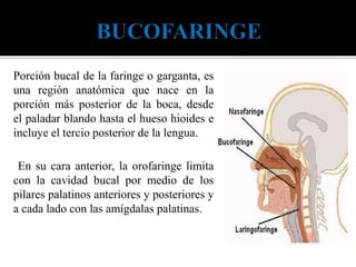 Faringe y esófago | PPTX