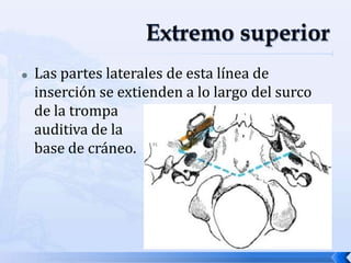 Faringe y esofago cervical | PPTX
