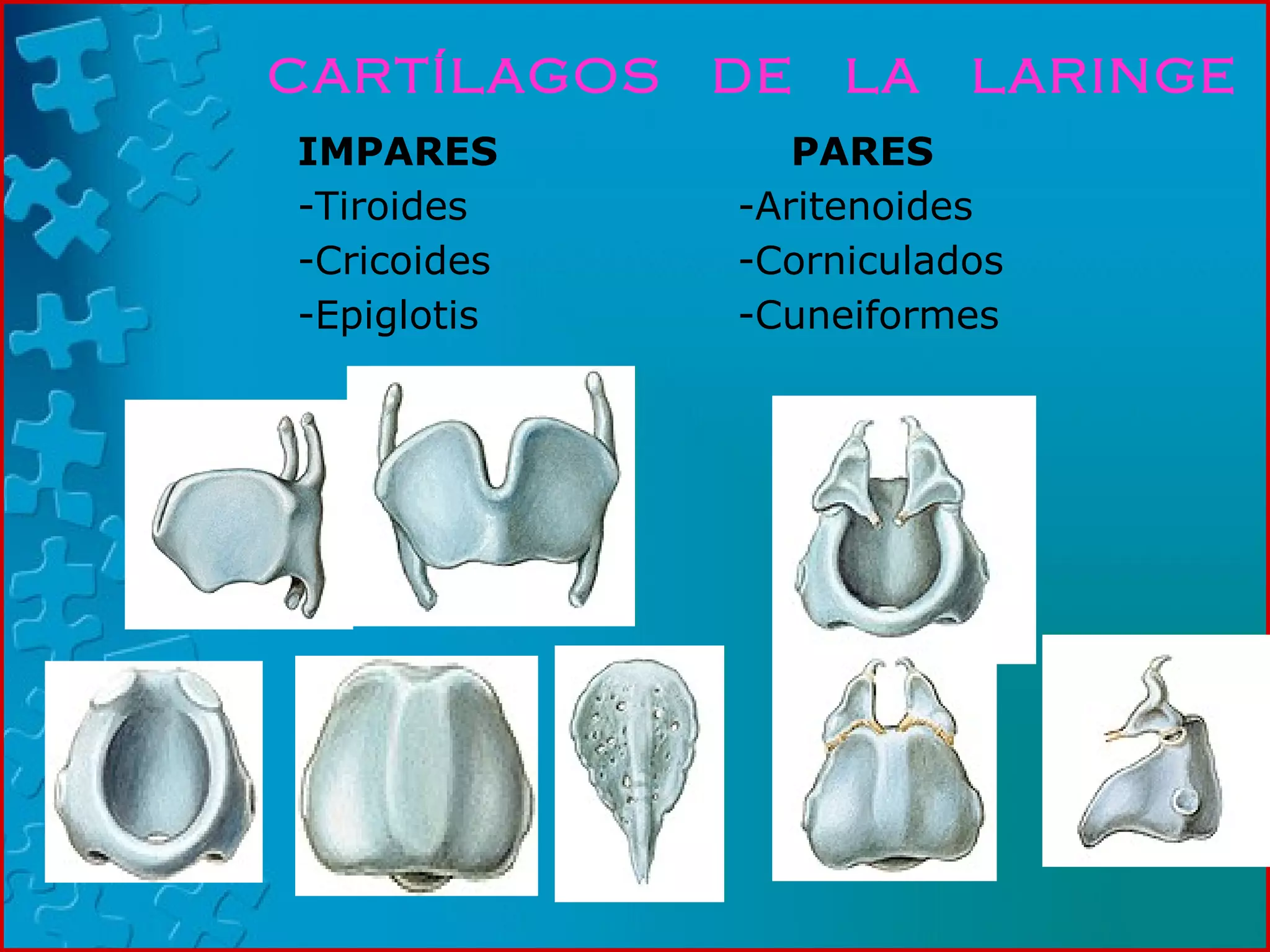Anatomía Radiológica de Faringe y Laringe | PPT