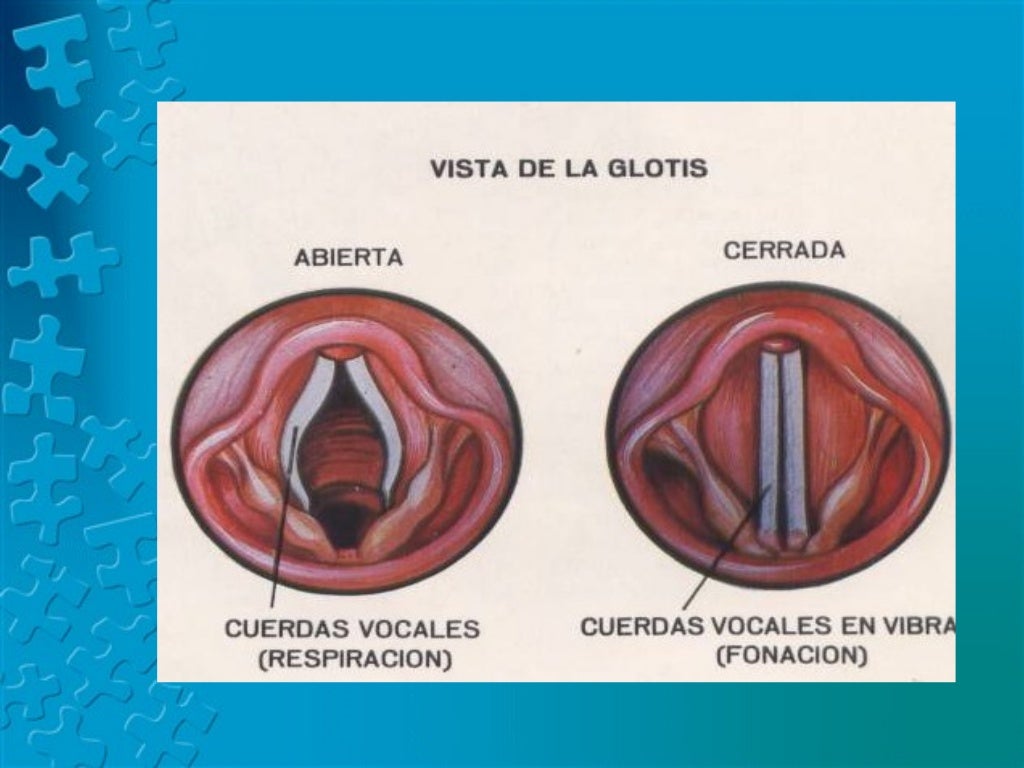 Anatomía Descriptiva, Endoscópica Y Radiológica De La Laringe ...