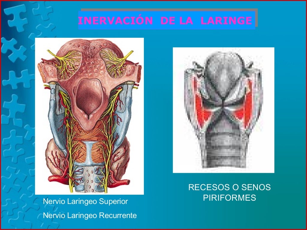 Anatomia Da Laringe Anatomia Da Laringe