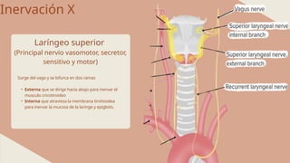 Anatomía, fisiología y embriología de faringe y laringe | PPTX
