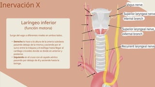 Anatomía, fisiología y embriología de faringe y laringe | PPTX