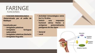 Anatomía, fisiología y embriología de faringe y laringe | PPTX