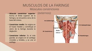 Anatomía, fisiología y embriología de faringe y laringe | PPTX