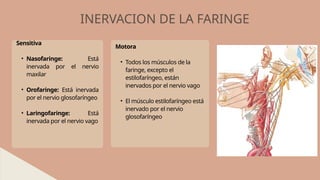 Anatomía, fisiología y embriología de faringe y laringe | PPTX