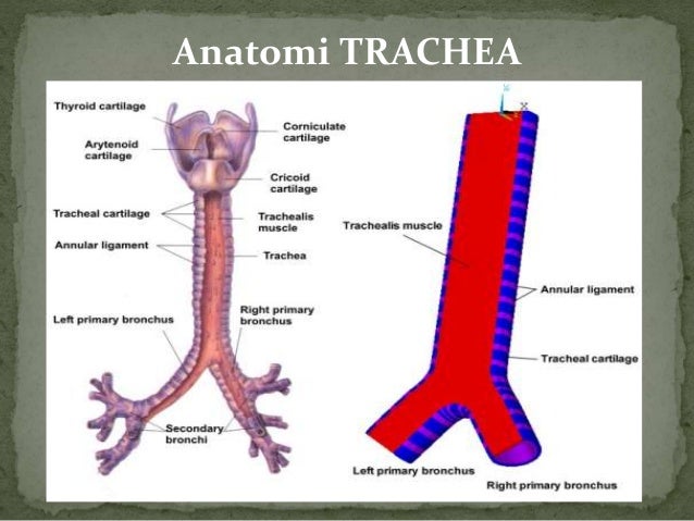 Teknik Pemeriksaan Radiografi Faring laring trakhea