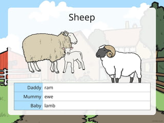 Farm-Animal-Families-Powerpoint kereen.ppt