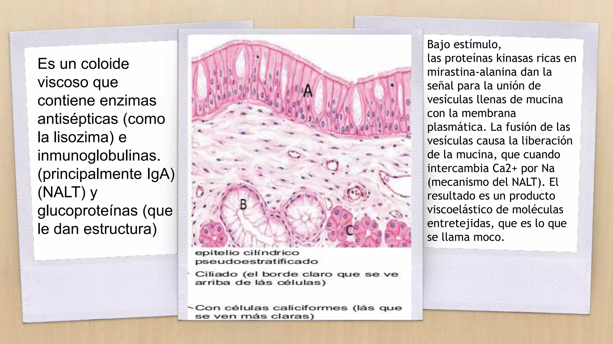 Farmacos antitusigenos, mucoliticos y expectorantes | PPTX