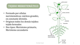 Histología vegetal: Tejidos de protección, fundamental, y mecánico | PDF