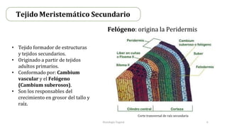 Histología vegetal: Tejidos de protección, fundamental, y mecánico | PDF