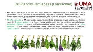 Farmacobotánica_S11_ Hojas Medicinales.pdf