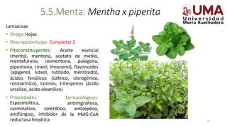 Farmacobotánica_S11_ Hojas Medicinales.pdf