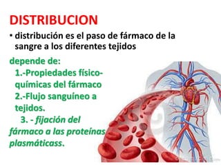 Farmacocinetica | PPTX