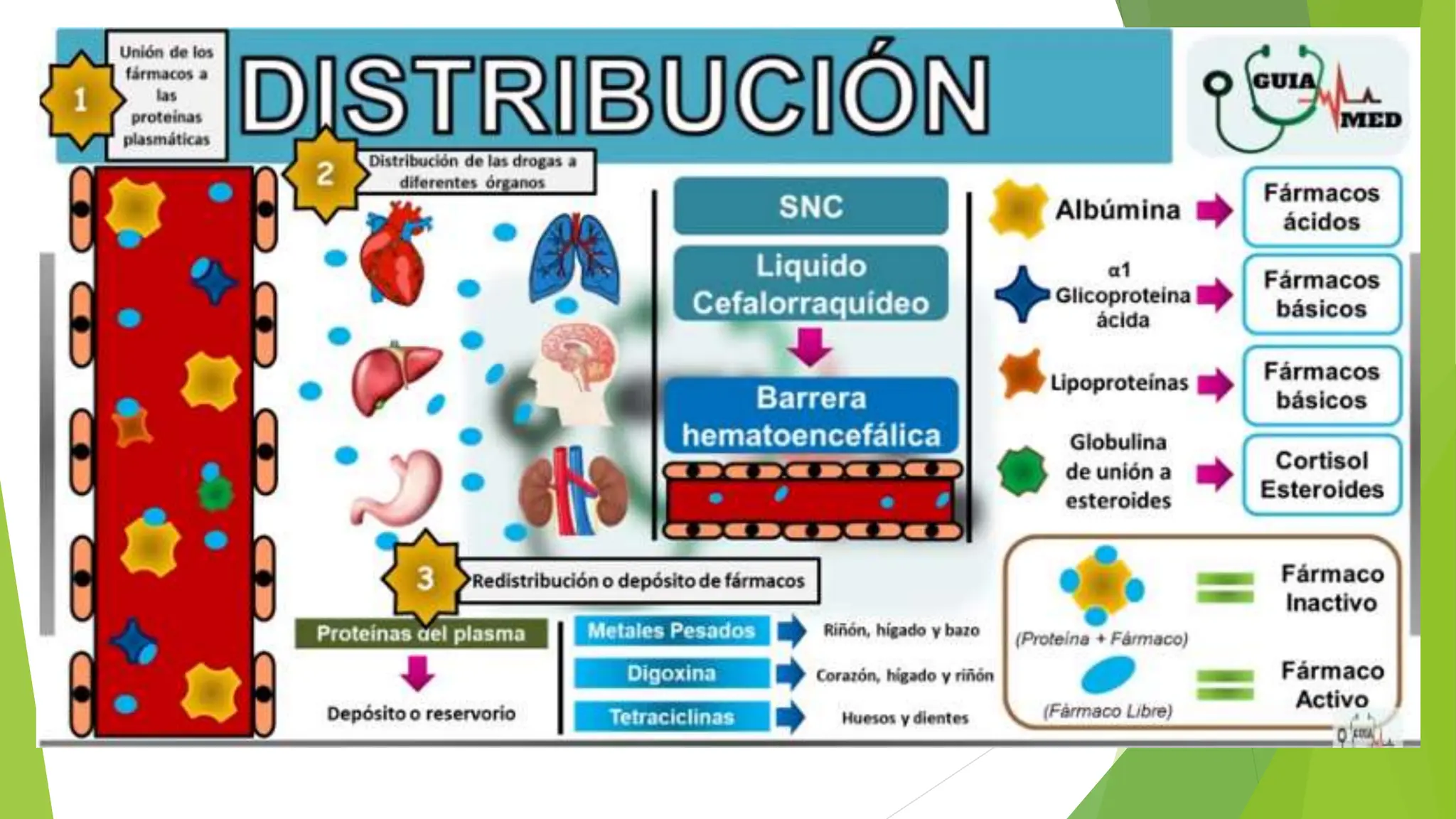 FARMACOCINETICA Y SISTEMA LADME (1).pptx