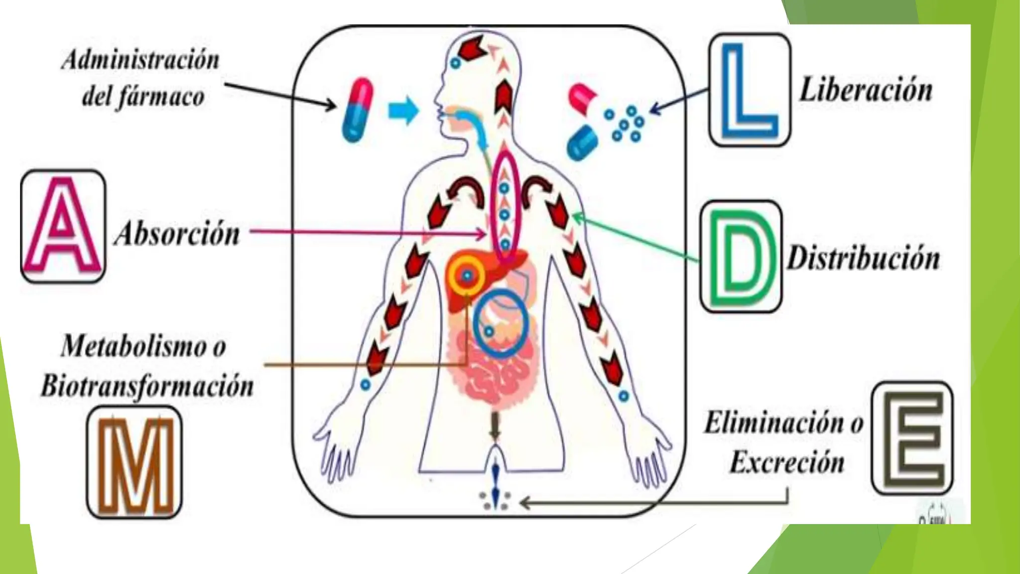 FARMACOCINETICA Y SISTEMA LADME (1).pptx