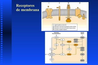 FarmacologíA De Receptores | PPT