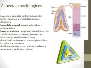 Farmacología jime adrenales | PPTX