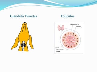 tiroides | PPTX