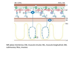 Farmacología de la Motilidad Intestinal | PPTX