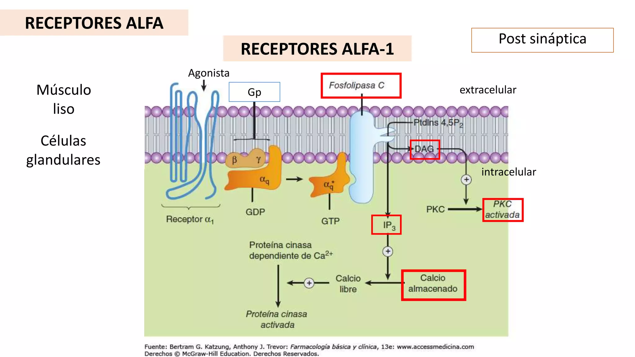 Farmacología del Sistema Nervioso Autónomo