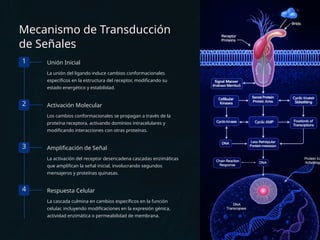 Farmacologia-Molecular-y-Complejo-Ligando-Receptor-en-Anestesiologia ...