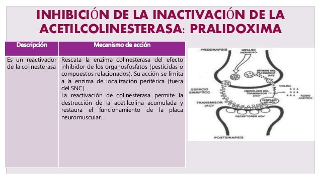 MODIFICACION FARMACOLOGICA DE LA NEUROTRANSMISION COLINERGICA
