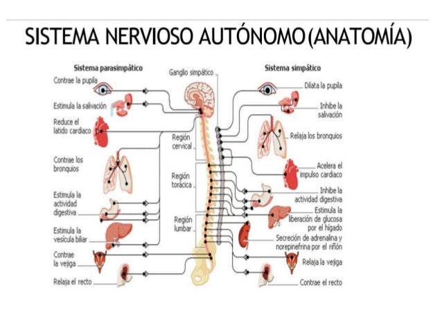 Farmacologia del sistema nervioso autonomo
