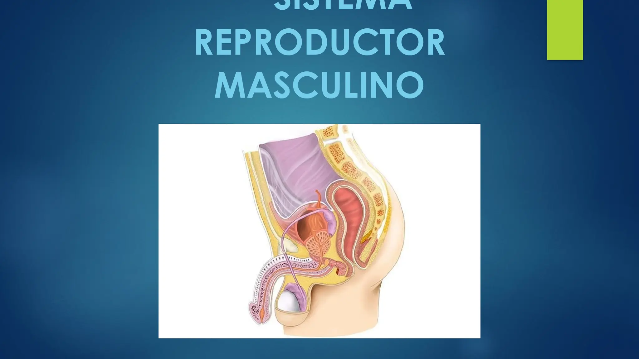 Farmacologia del Sistema Reproductor Masculino.pptx