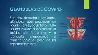 Farmacologia del Sistema Reproductor Masculino.pptx