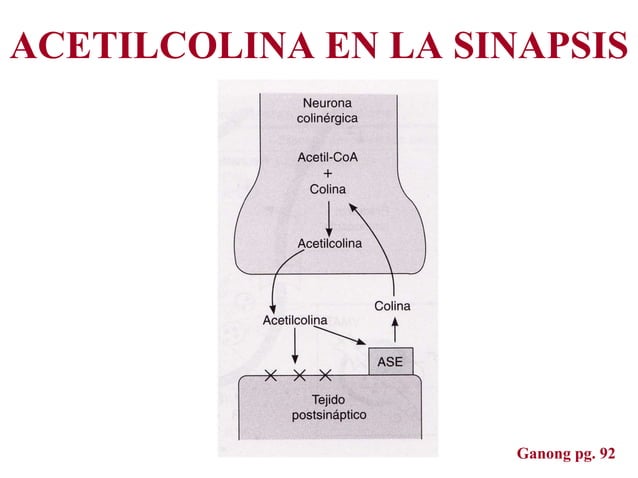 Farmacologia del sna (2)