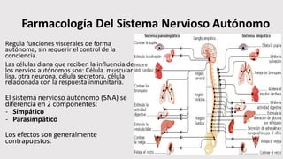 FARMACOLOGIA del Sistema Nervioso Autónomo | PDF