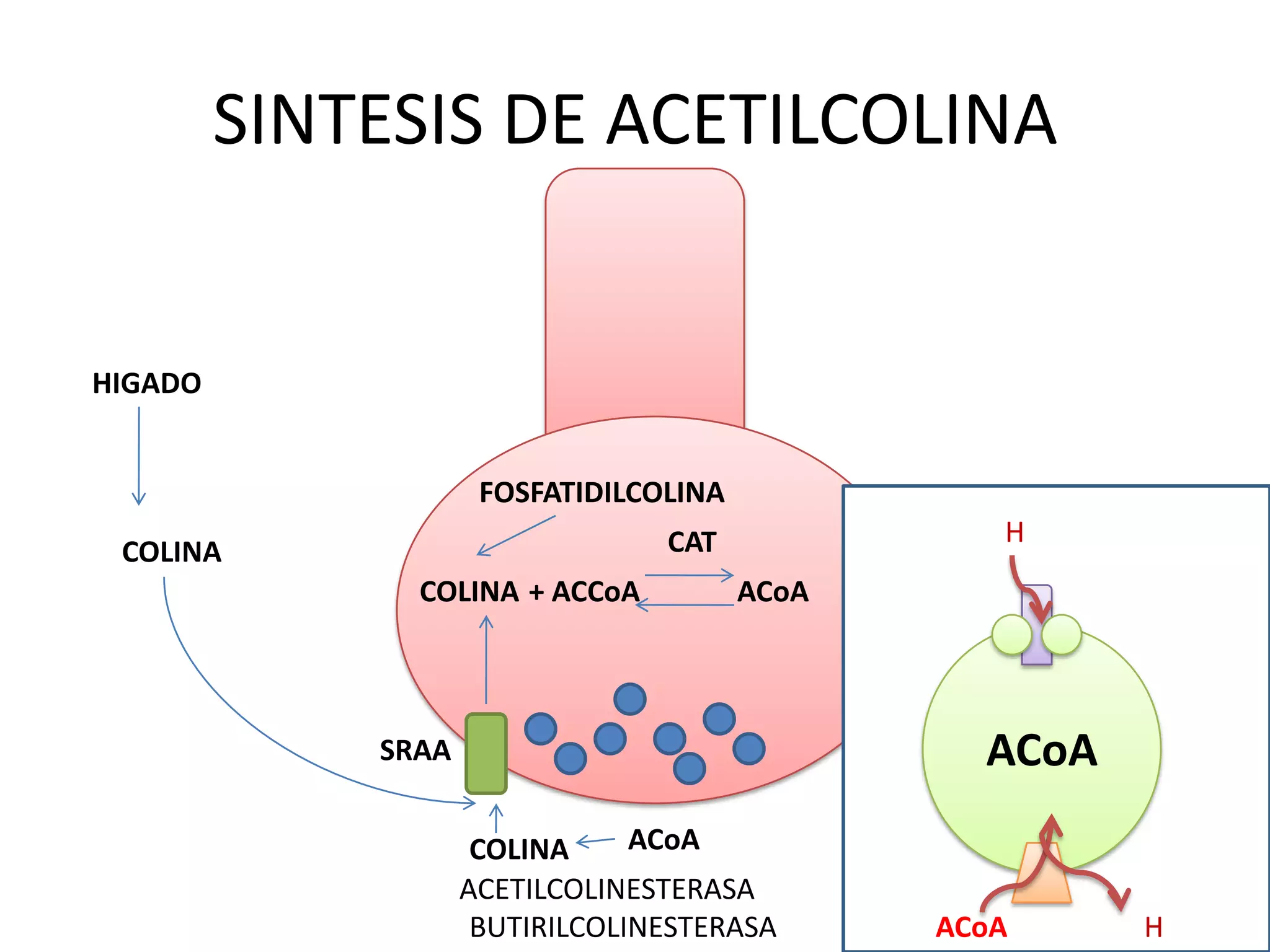 Farmacos colinergicos | PPTX