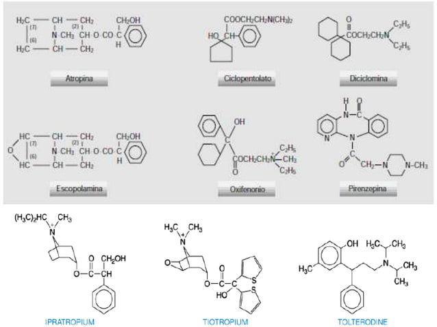 Farmacos colinergicos | PPTX