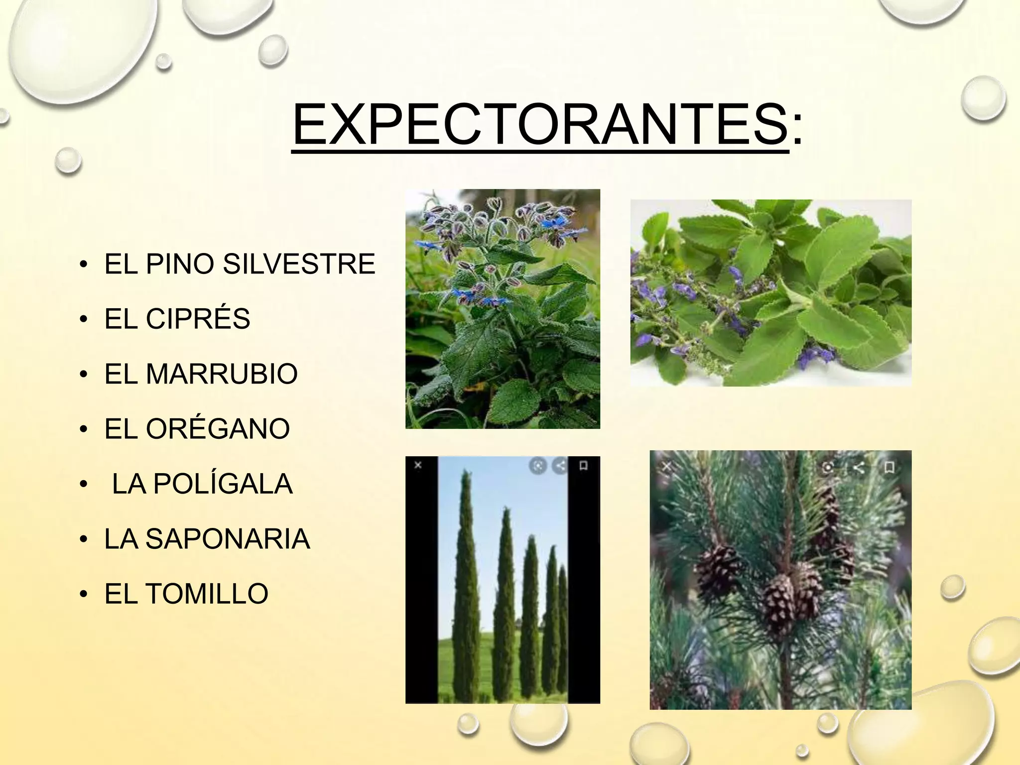 Farmacoterapia de los expectorantes | PPTX